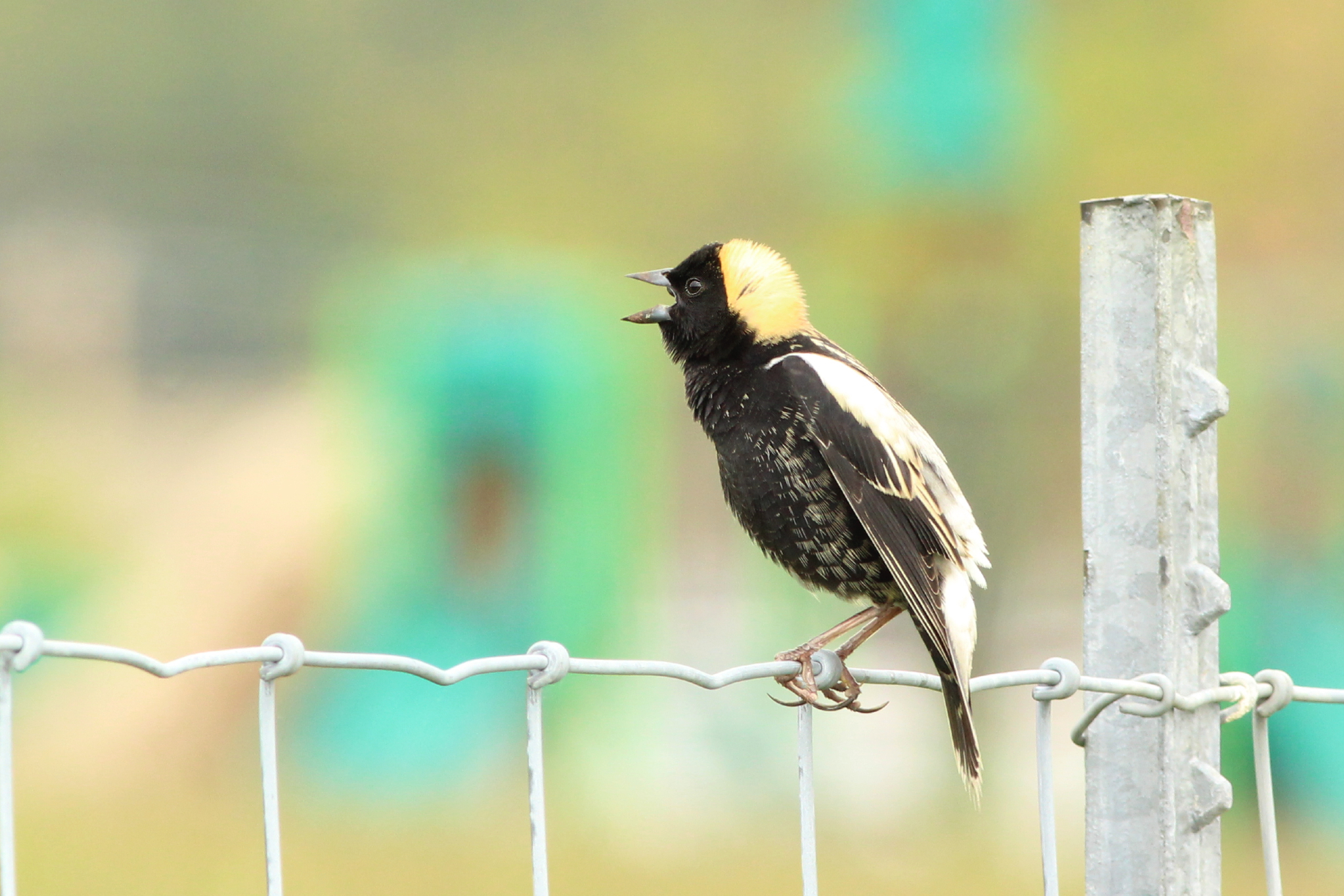 Rare birds thrive at Byers Woods Park