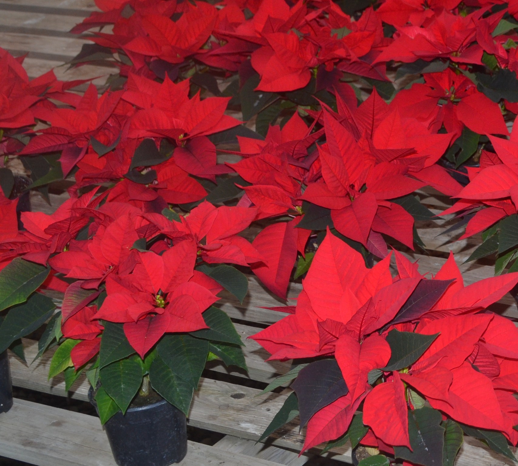 A Stroll Through the Garden: Poinsettias are more than pretty flowers